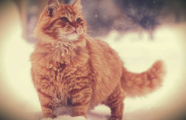 Cute Cat Image: Black Norwegian Forest Cat Characteristics