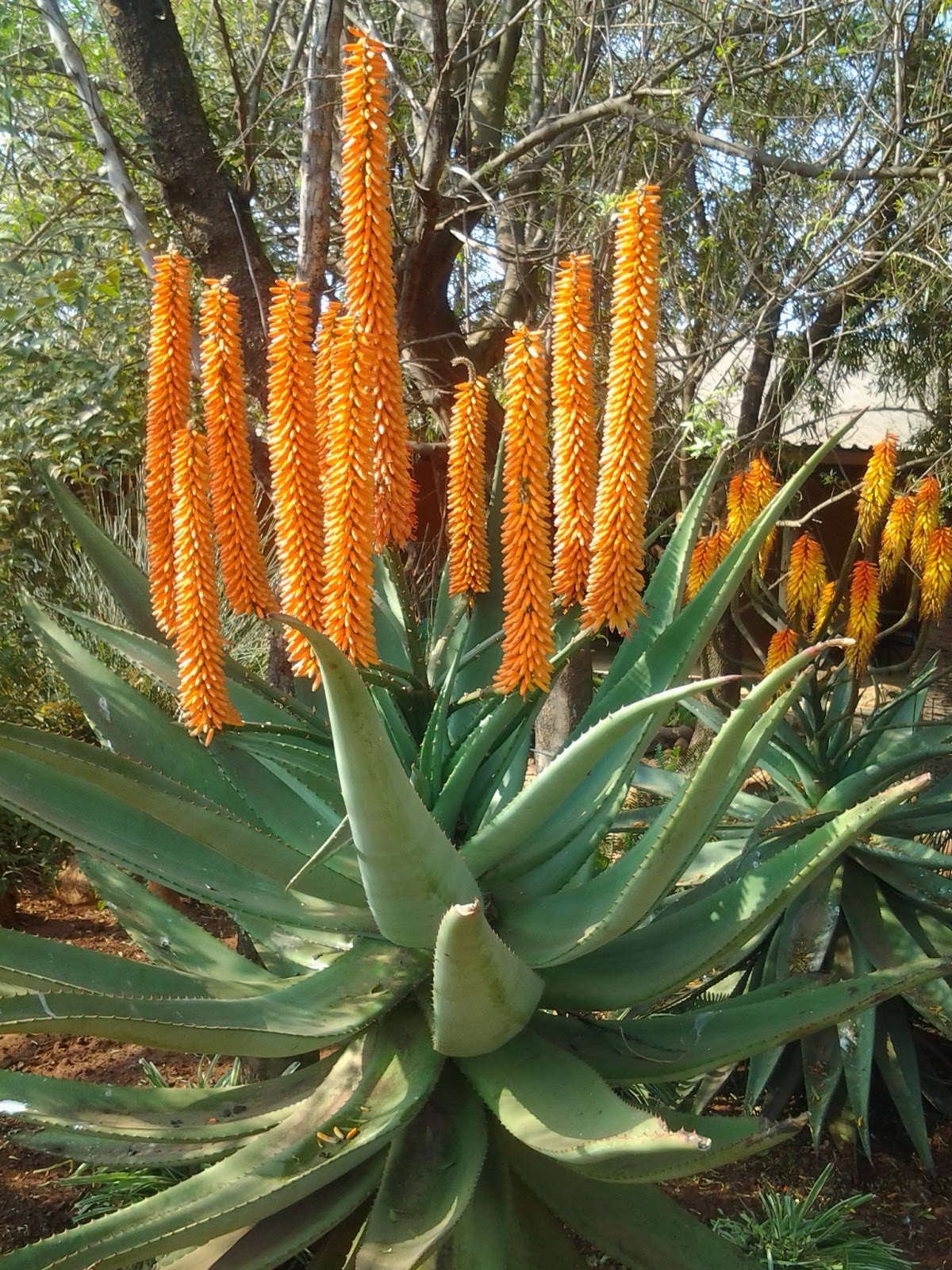 Gardening in Africa: Aloe ferox