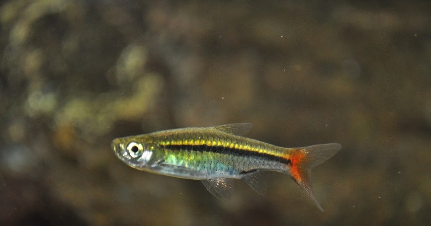 ZOOTOGRAFIANDO (6.096 ANIMALS): RASBORA DE COLA ROJA / BLACKLINE ...