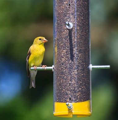 Mother Nature's Bird Feeding News: How to keep bird seed fresh.