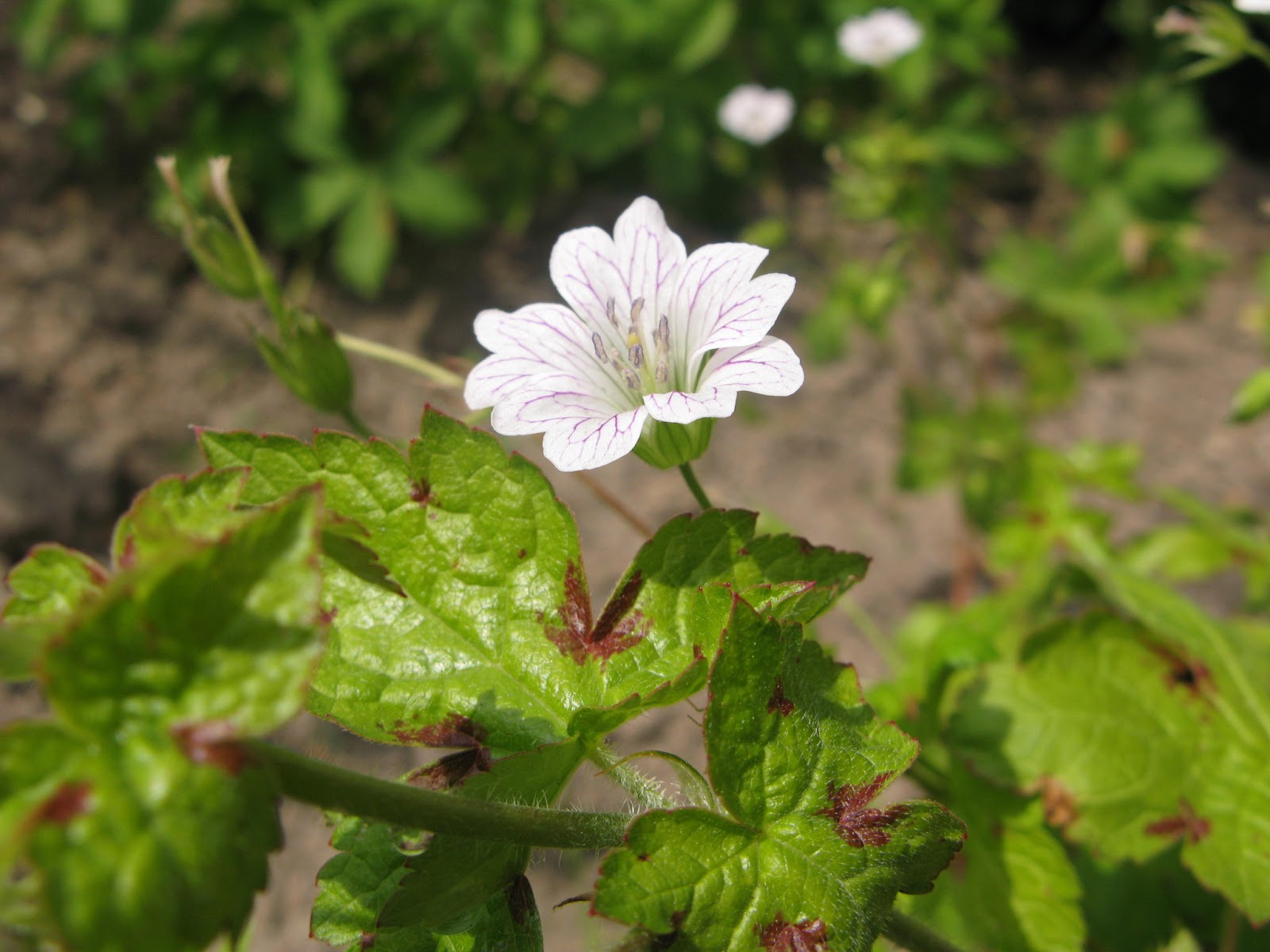Grønne sager: Geranier, storkenæb