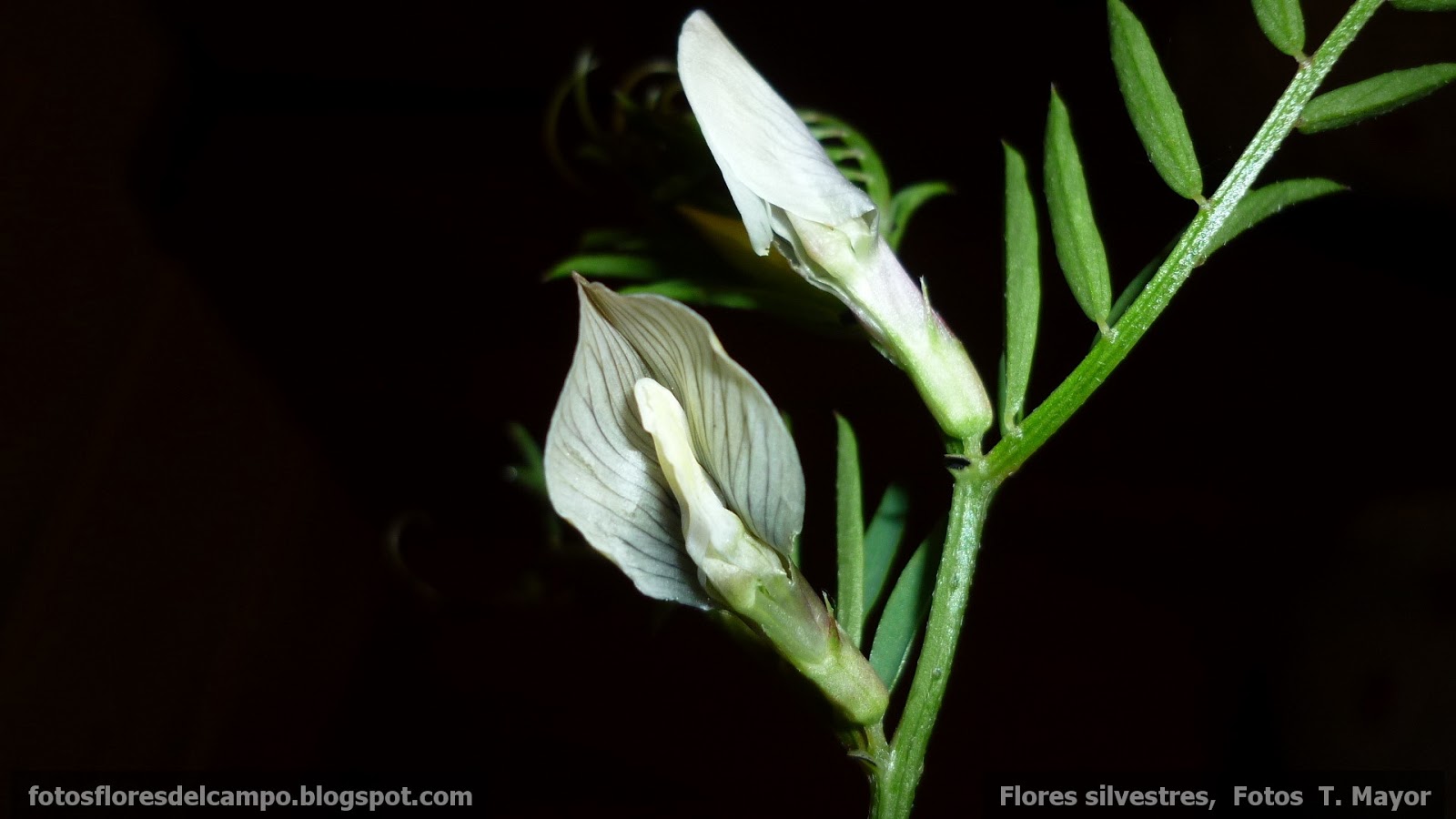 Flores y plantas silvestres: " Vicia lutea ". Arveja amarilla ...