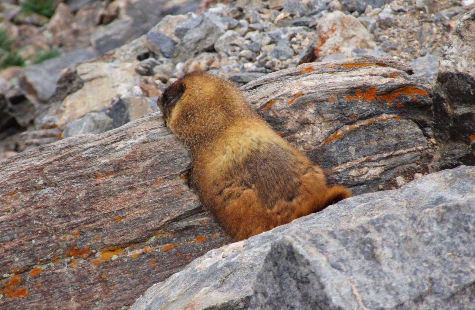Skunk Tracks: Marmots and Pikas at RMNP