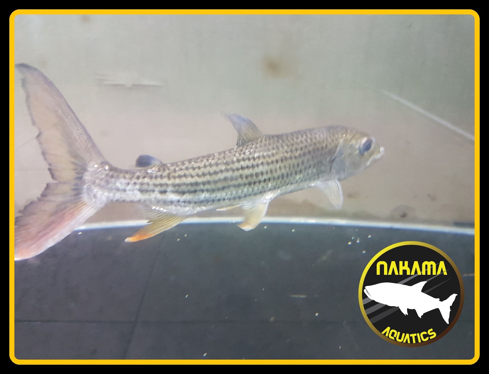 African Tiger Fish Si Ikan Macan Dari Air Tawar - Nakama Aquatics