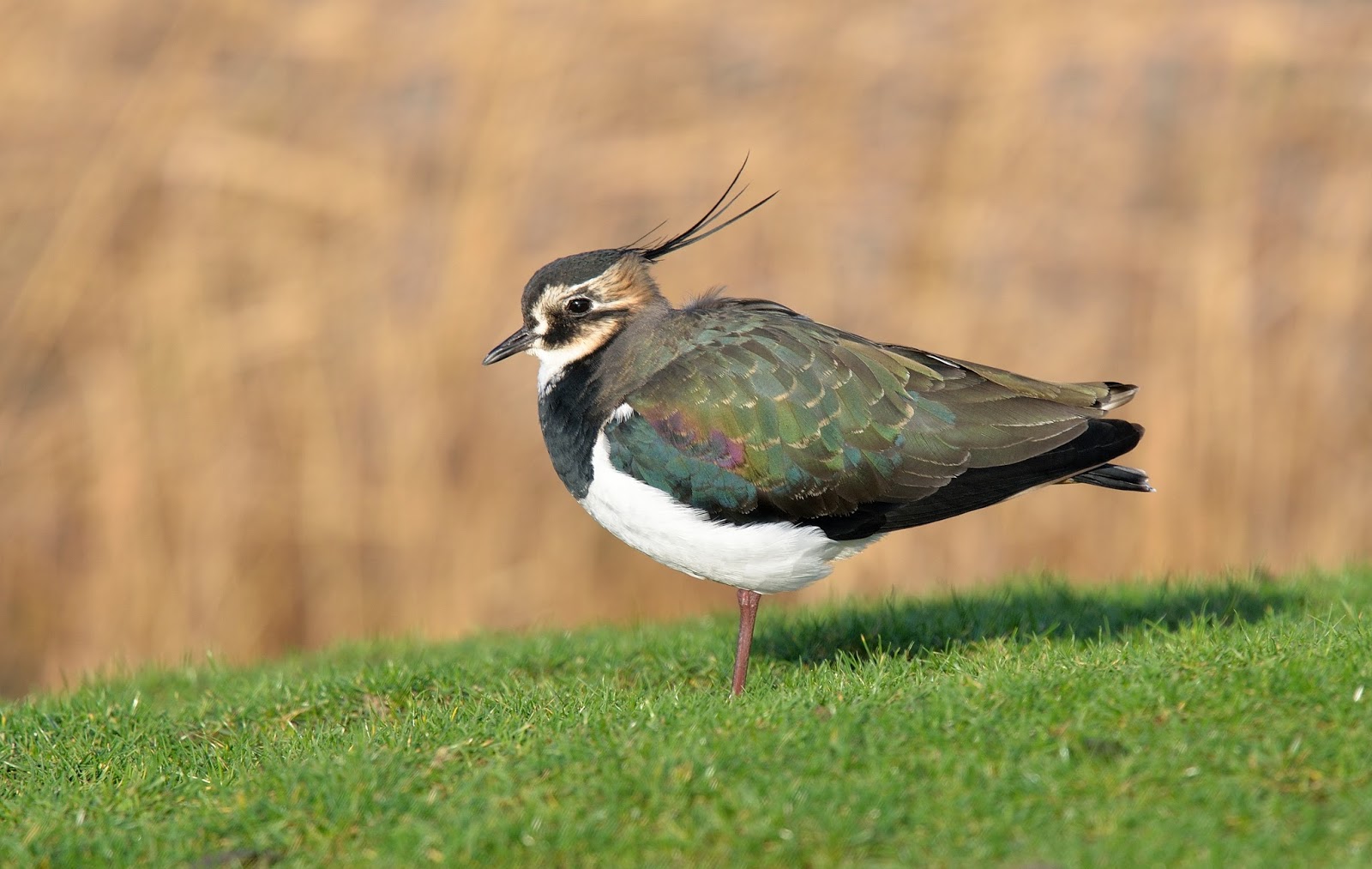 Bob's Butterfly and Bird Blog: Ibis, Owl and Egret.
