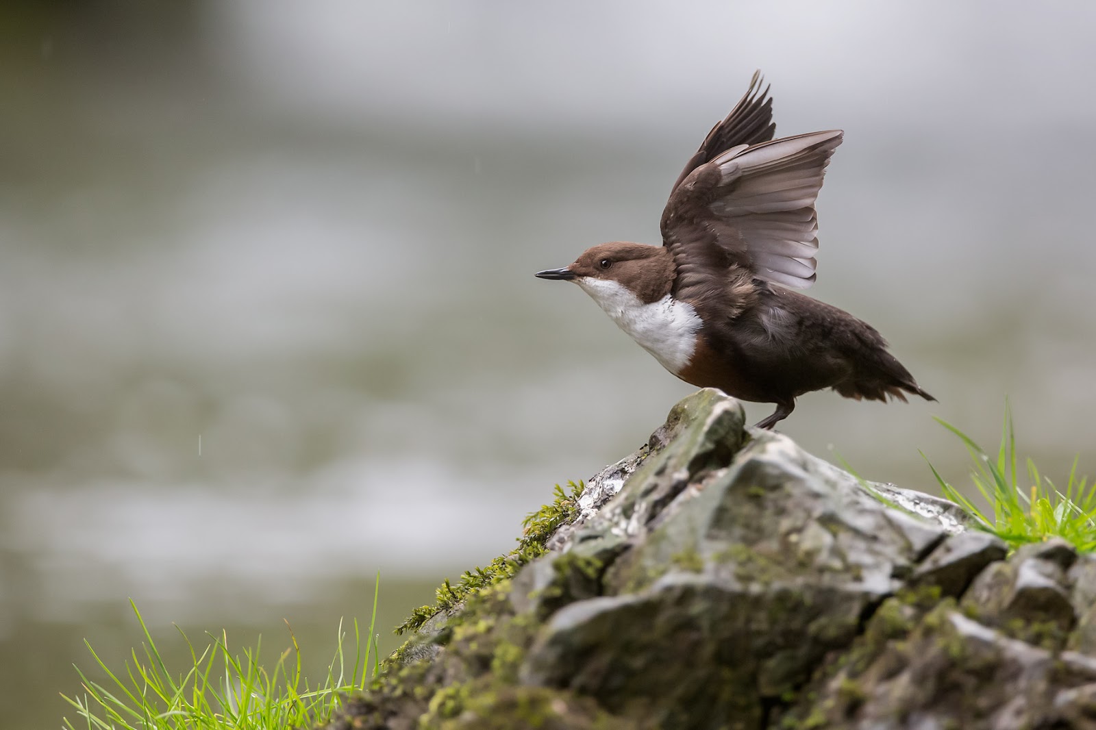 Darley Dale Wildlife: April 2014