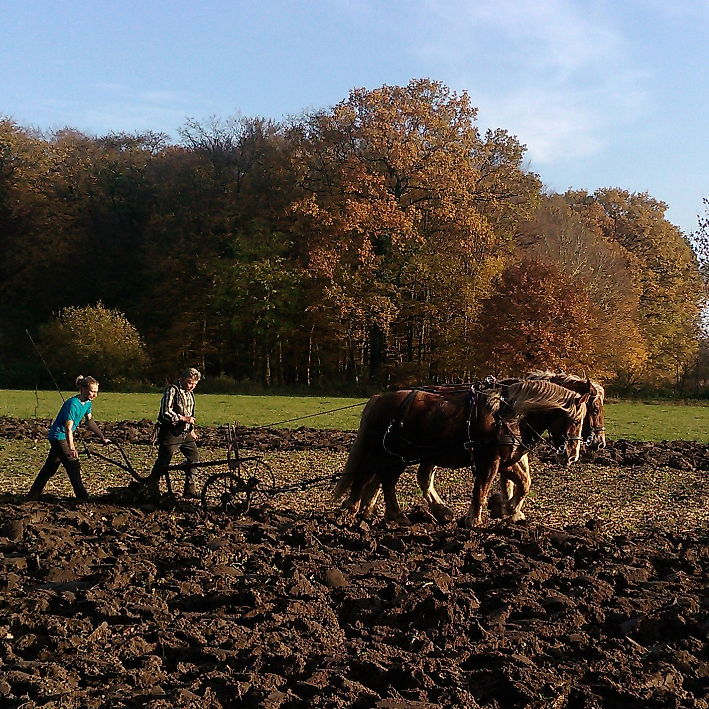 SoLaWi-Blog entrup119: 1ha Land - 11 Pferde, 4 Pflüge und 9 starke ...