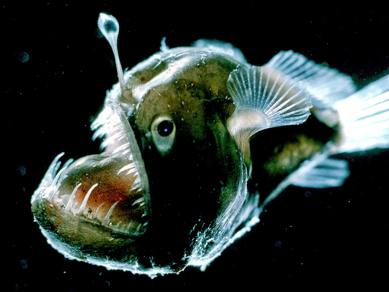 ANGLERFISH photos - wallpapers (ανανεωμένο) | the fun bank