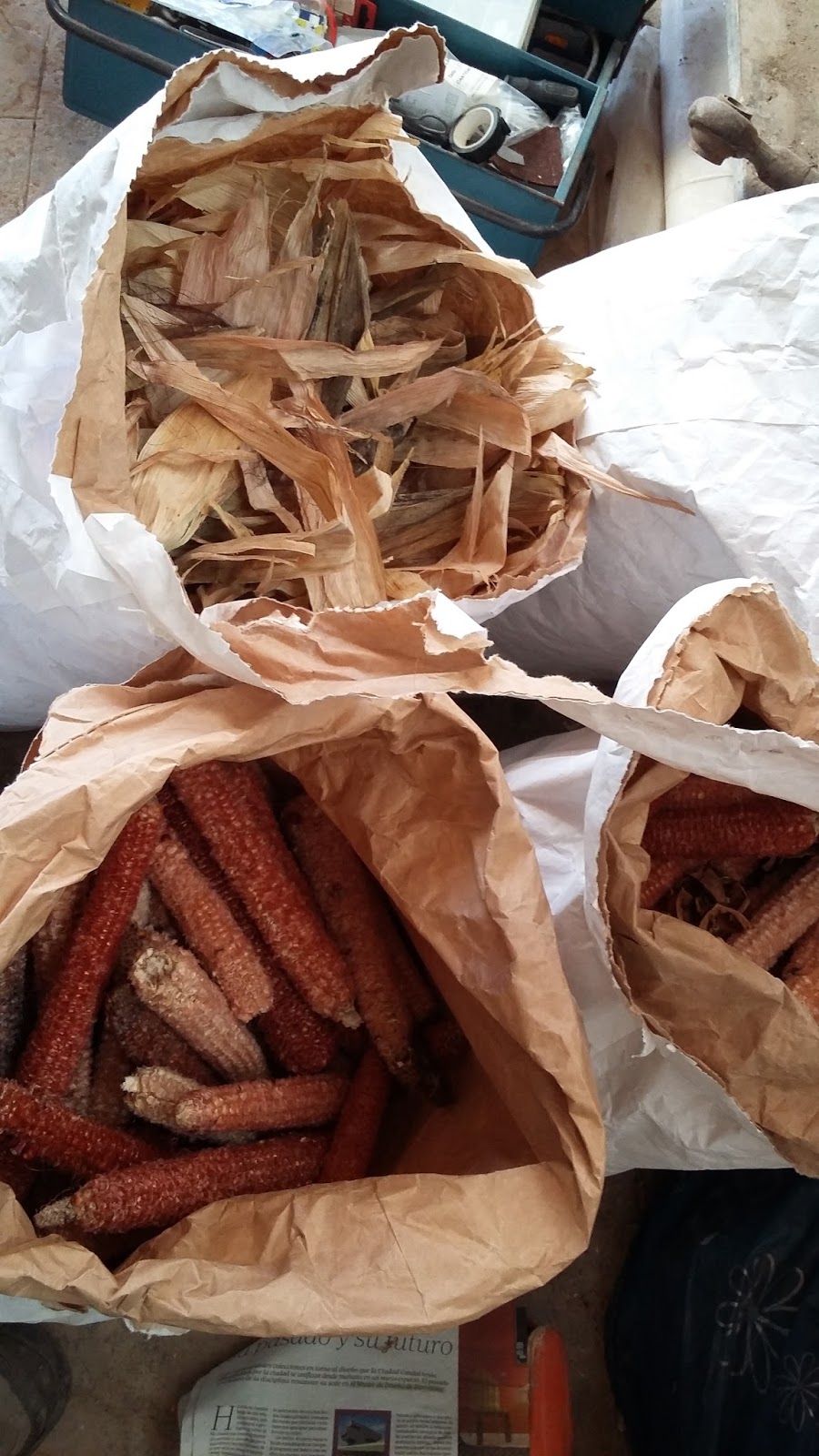 La vida entre rocas: El panizo rallado.