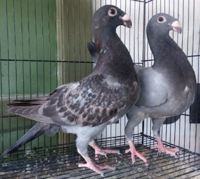 jenis jenis merpati hias yang sudah ada di indonesia | Pawiro Bird Farm ...