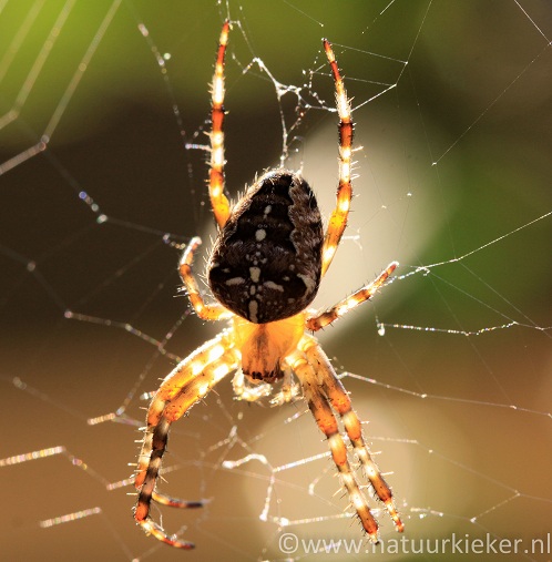 De Kruisspin- Araneus diadematus