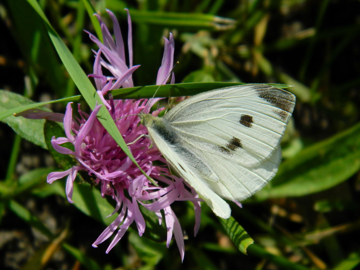LA MULTI ANI, ROMANIA!: Fluturi albi pe flori de camp