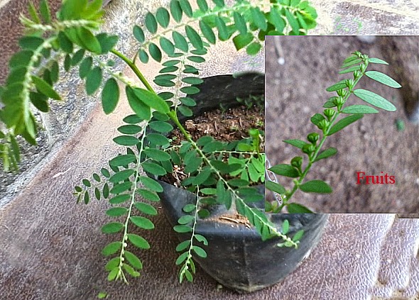 Niruri-Phyllanthus niruri-Ela Pitawakka. | SL Flora