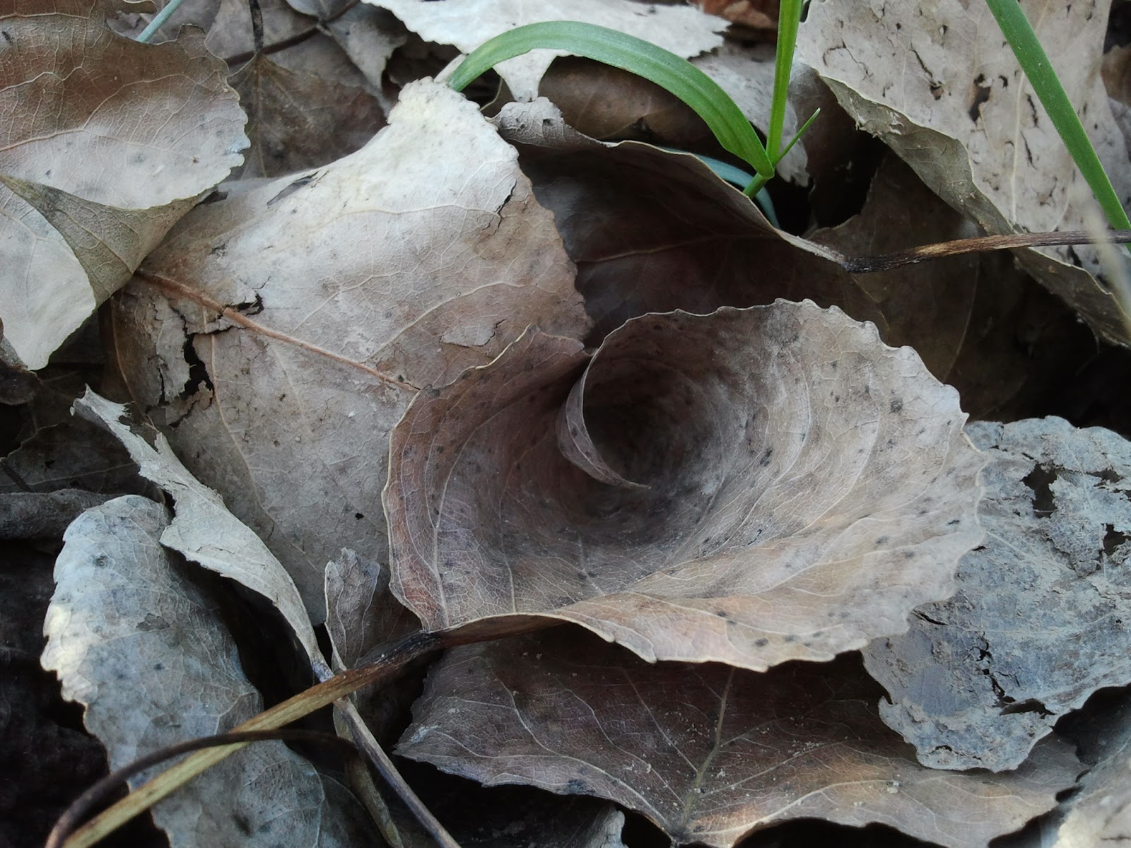 Rarezas y desvaríos: marzo 2013