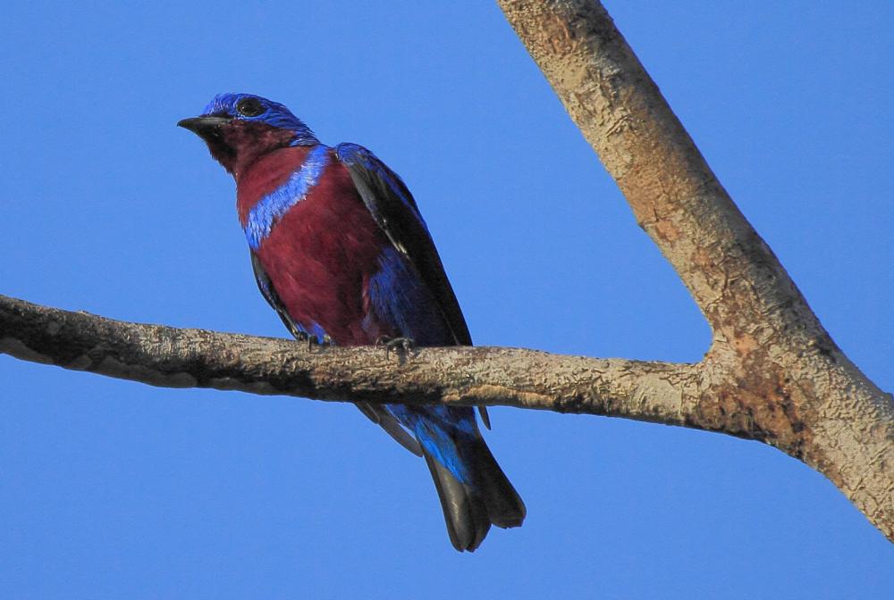 Laberinto en extinción: Cotinga maculado (Cotinga maculata)