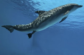 Sieghart: Fakta Tentang Lumba -Lumba