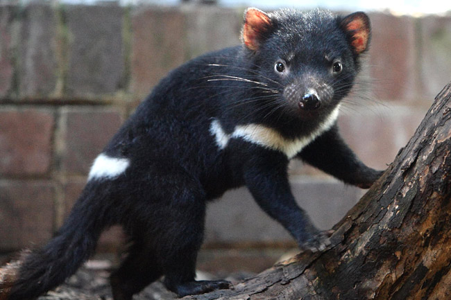 The Tasmanian Devil | All Amazing Facts | The Wildlife