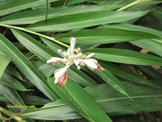 Alpinia calcarata -(Araththa) -අරත්ත. - Herbal Plants of Asia