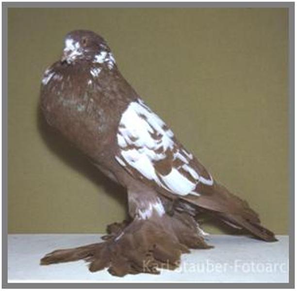 Dutch Curled Cropper | BD PIGEONS