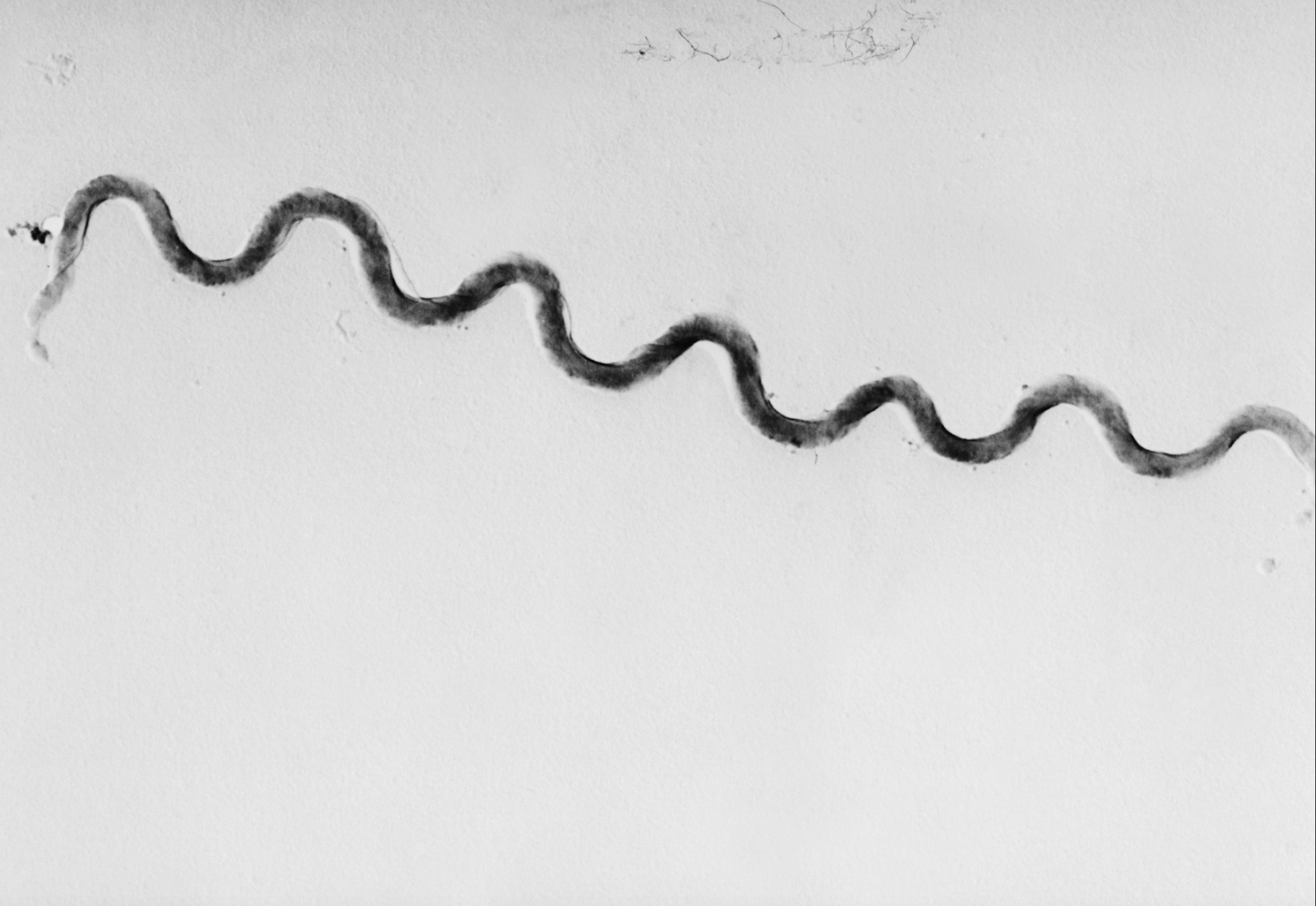 Dermapixel: febrero 2018