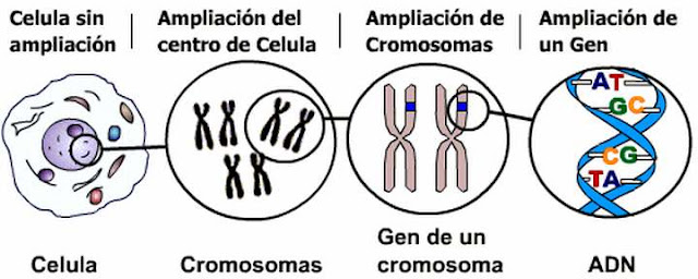 Desarrollo Curricular de Ciencia Salud y Medio Ambiente III