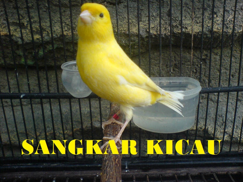 Wisata Kicau Bird Farm: Jenis Kenari