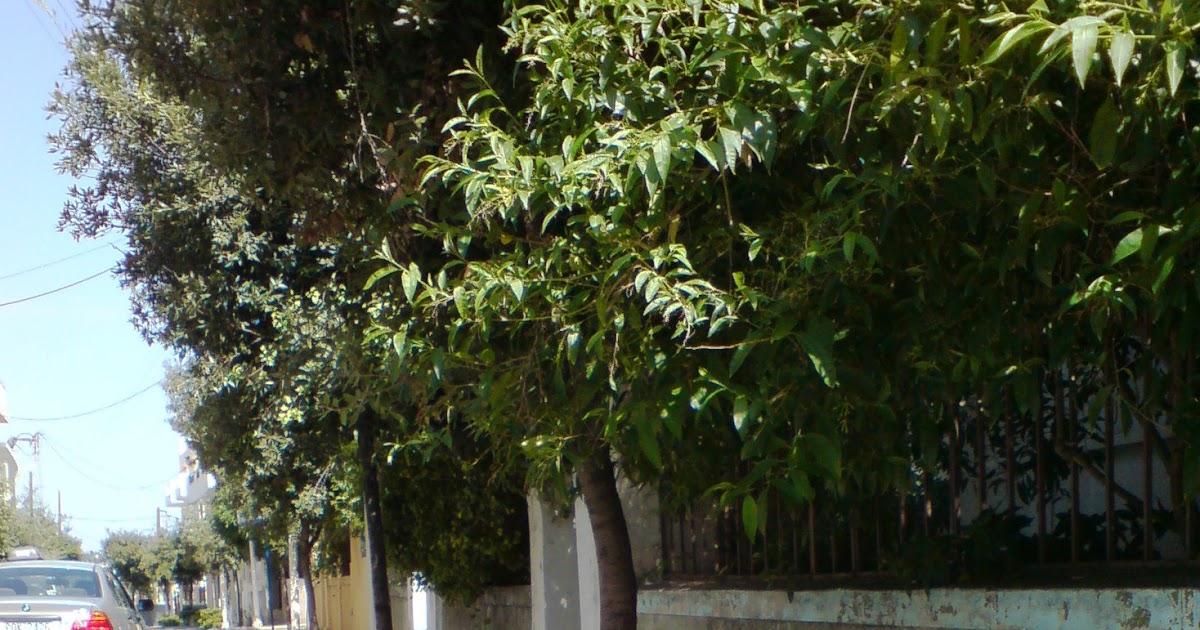 ΡΟΔΟΣ: ΠΕΖΟΔΡΟΜΙΑ... ΓΙΑ ΤΑ ΔΕΝΤΡΑ ! - ΦΩΤΟΣ
