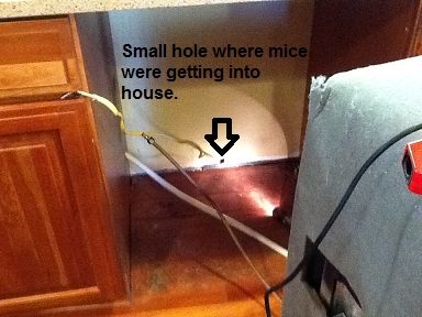 Mice in the dishwasher