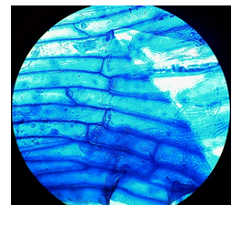 BIOLOGIA GENERAL: IDENTIFICACIÓN DE ORGANELOS CELULARE