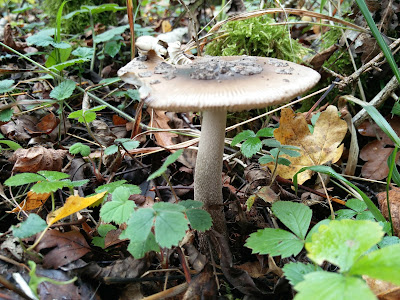 Misidentifying Fungi: In a copse near Plaistow