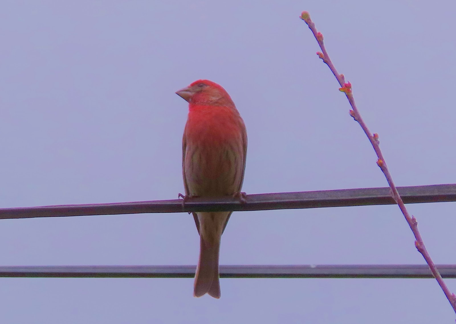 Berkeley Backyard Bird Blog: 2018