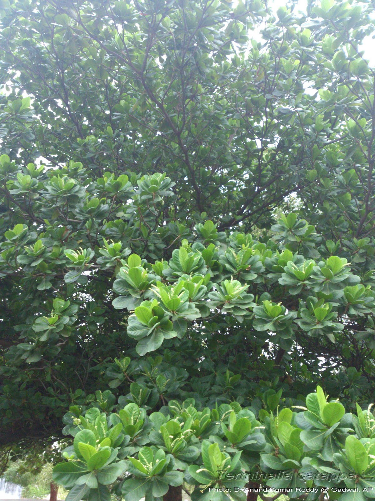 Medicinal Plants: Terminalia catappa Badam Sara Paruppu Indian almond