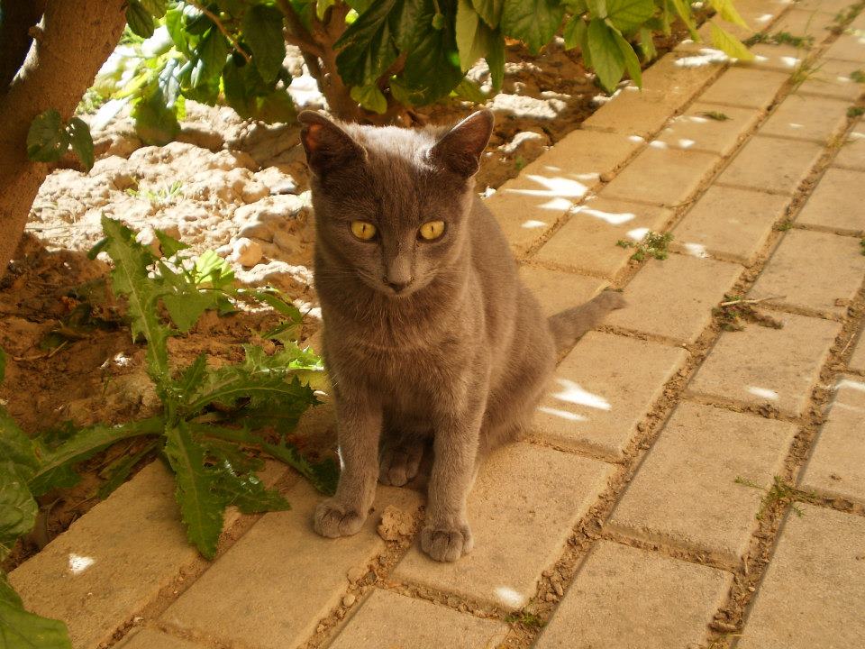 Gatos de la Universidad de Alicante: Héctor, el gato humo
