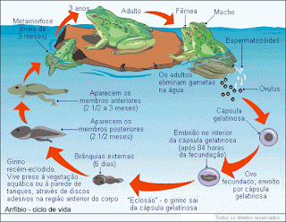 A verdadeira ciência é aquela que revela os mistérios da vida: Os anfíbios