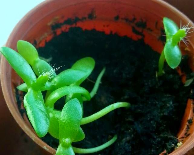 My little vegetable garden: Dragon fruit little babies showing true ...