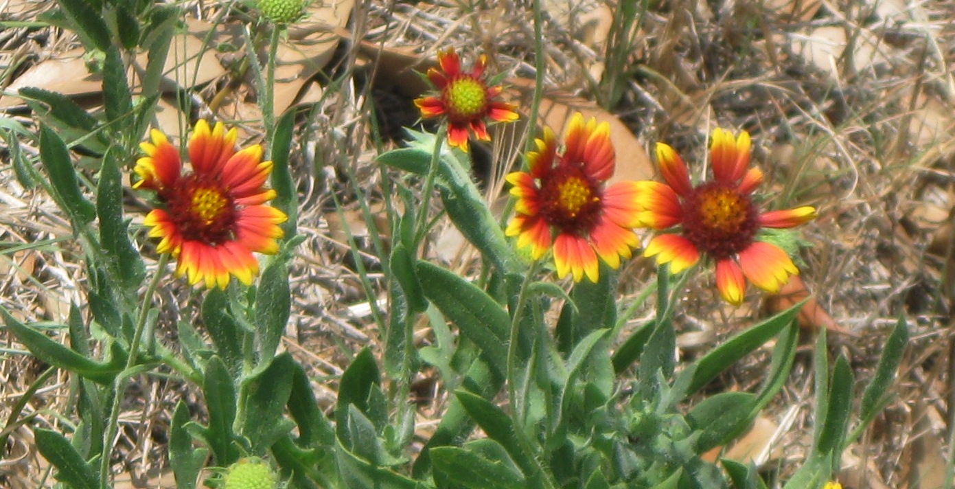 Hummer's Delight: Texas Wildflower, Firewheel.... Day 139