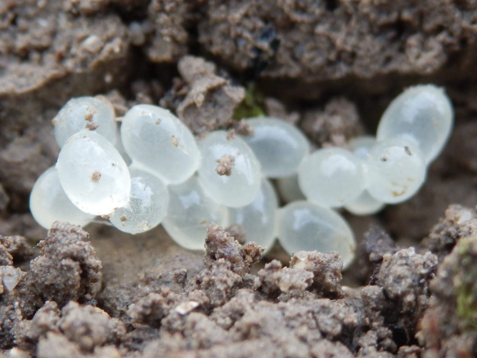 Slug Eggs