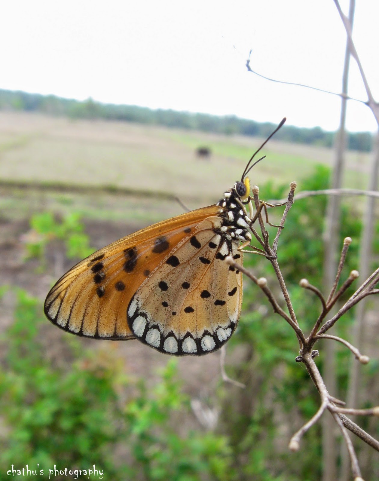 Nature Of Srilanka: Tawny Coster (Acraea violae) - වියෝලා