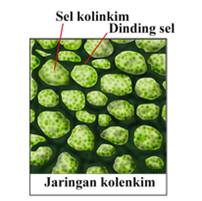 Kimeni's Blog: Jaringan Kolenkim