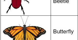 Grade-3 Science Chapter- 3 Common Insects - Insects in Our Surroundings