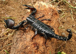 All About Animal Wildlife: Scorpion Facts and Photos