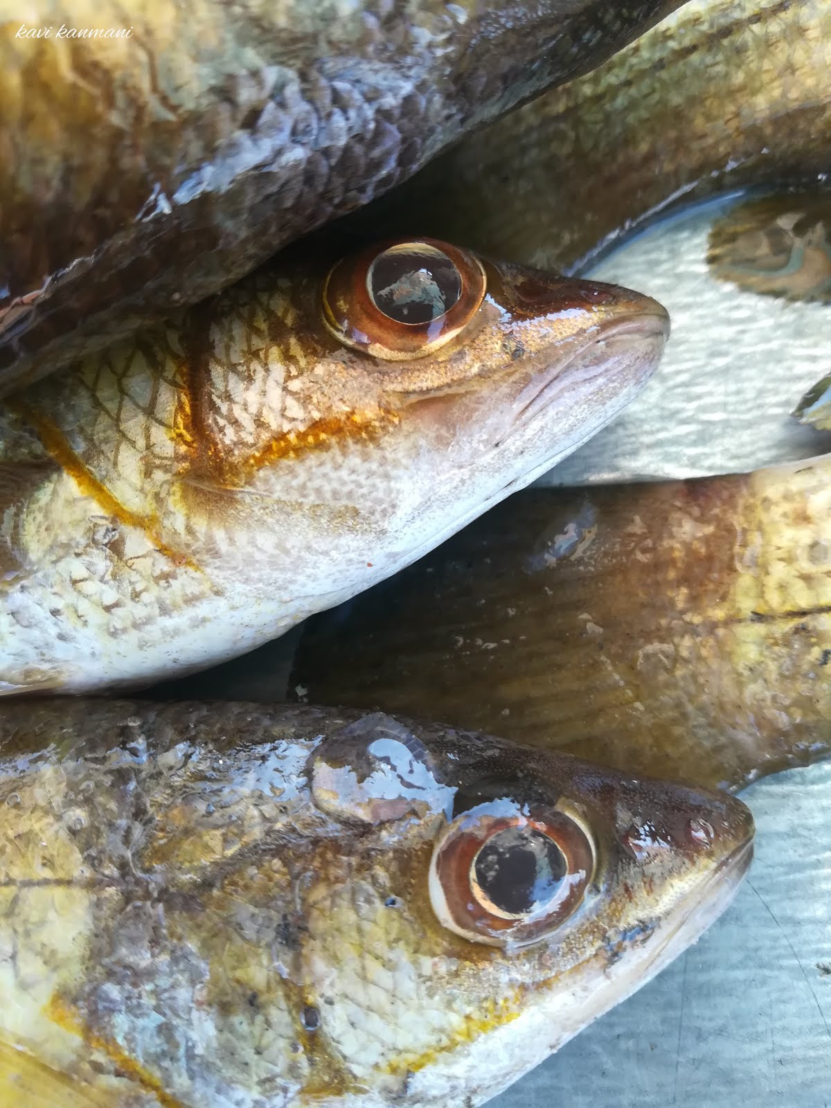 செங்கனி