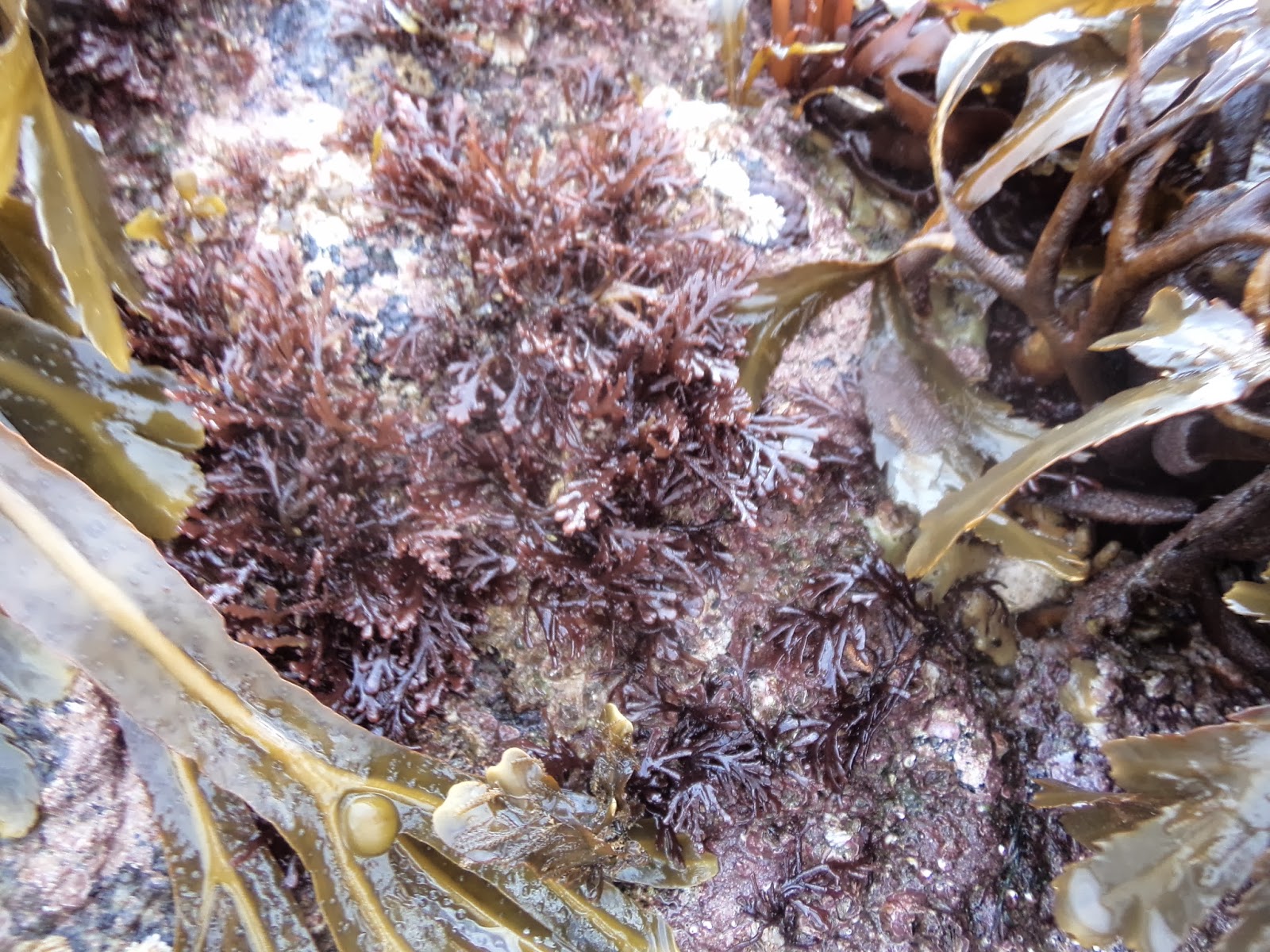 SEAWEED NA MARA : Glistening Pepper Dulse