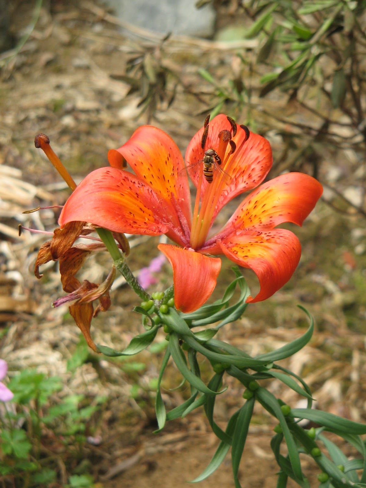Plant World: Lilium bulbiferum