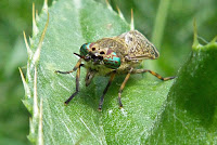 Insects of Scotland: Mosquitoes/Midges/Horseflies