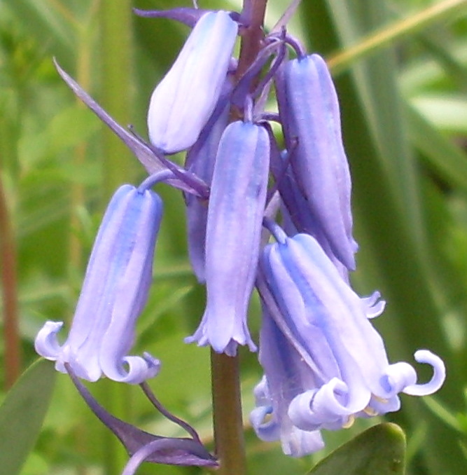 gillyflower: Flower Photos