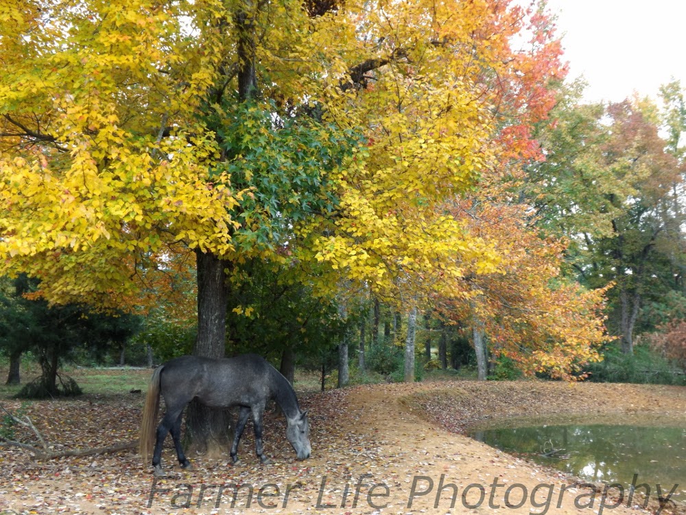 Equestrian Journey: Chrome is eating poisonous Red Maple leaves!!!!