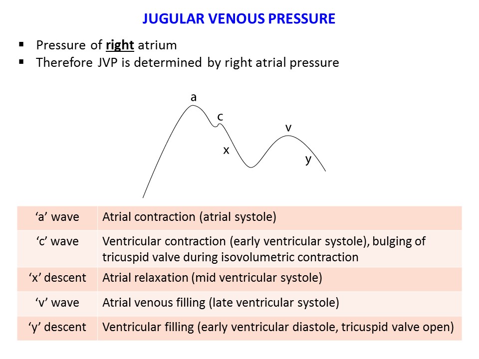 CVT Mohd Farid: Physiology Of The Heart-Cardiac Cycle