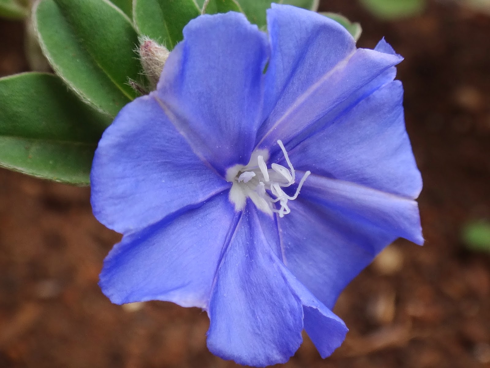 Uma flor por dia: Azulzinha