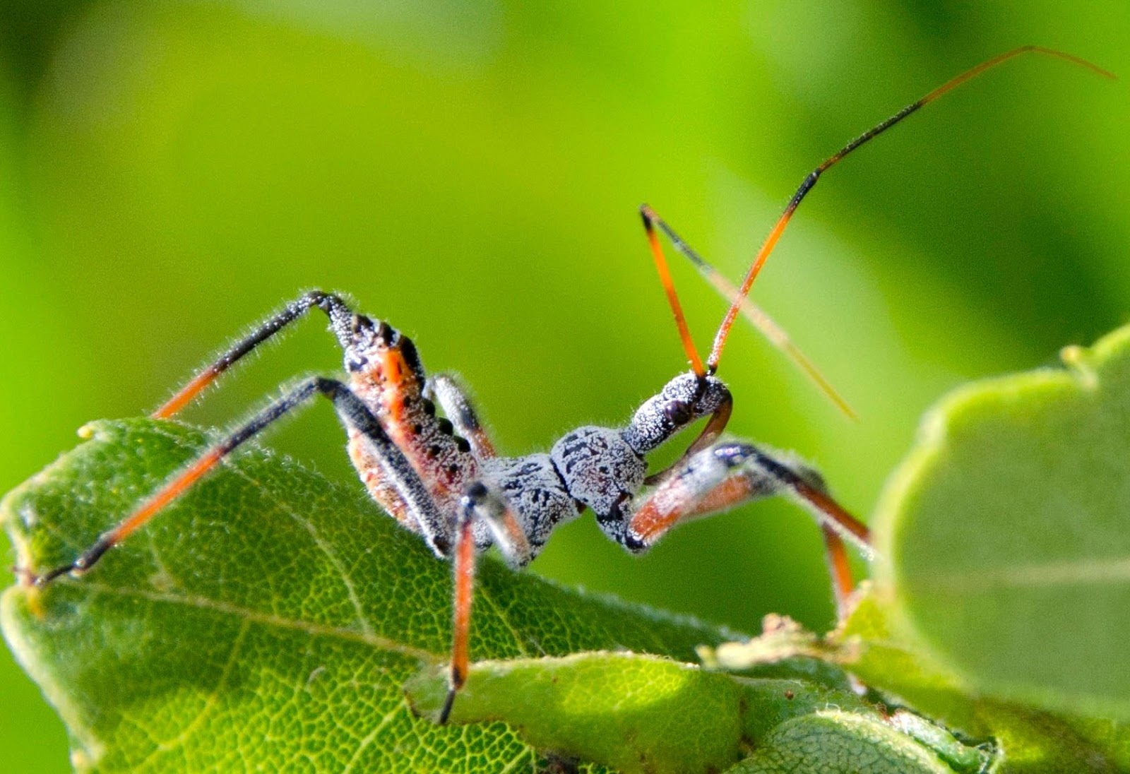 Urban Wildlife Guide: Assassin!